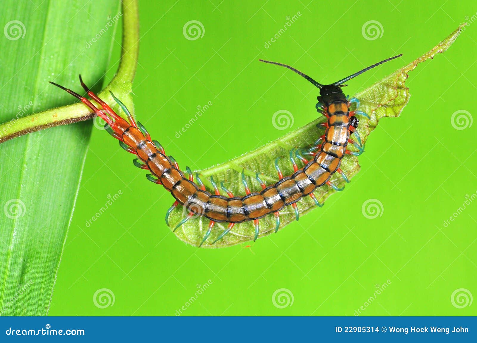 Small centipede stock photo. Image of forest, centipede - 22905314
