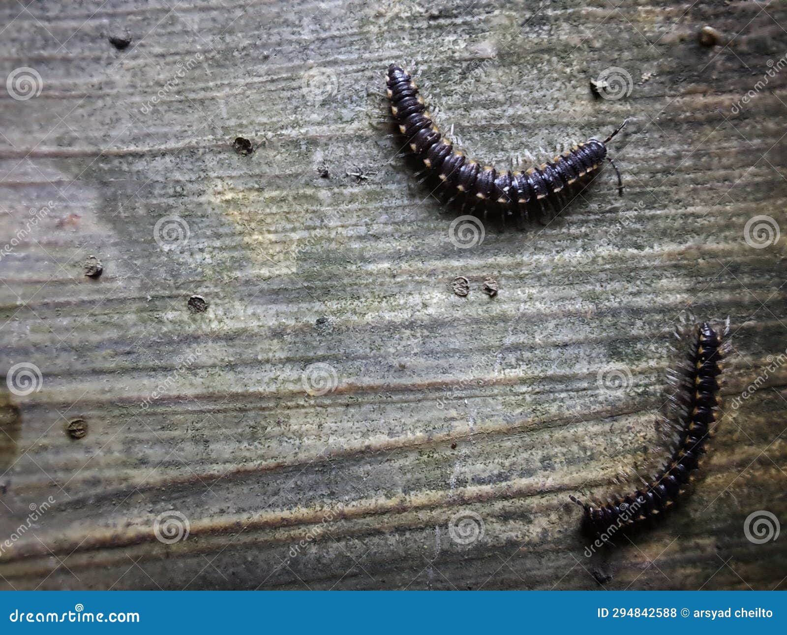 Small Centipede in the House Stock Photo - Image of small, kelabang ...