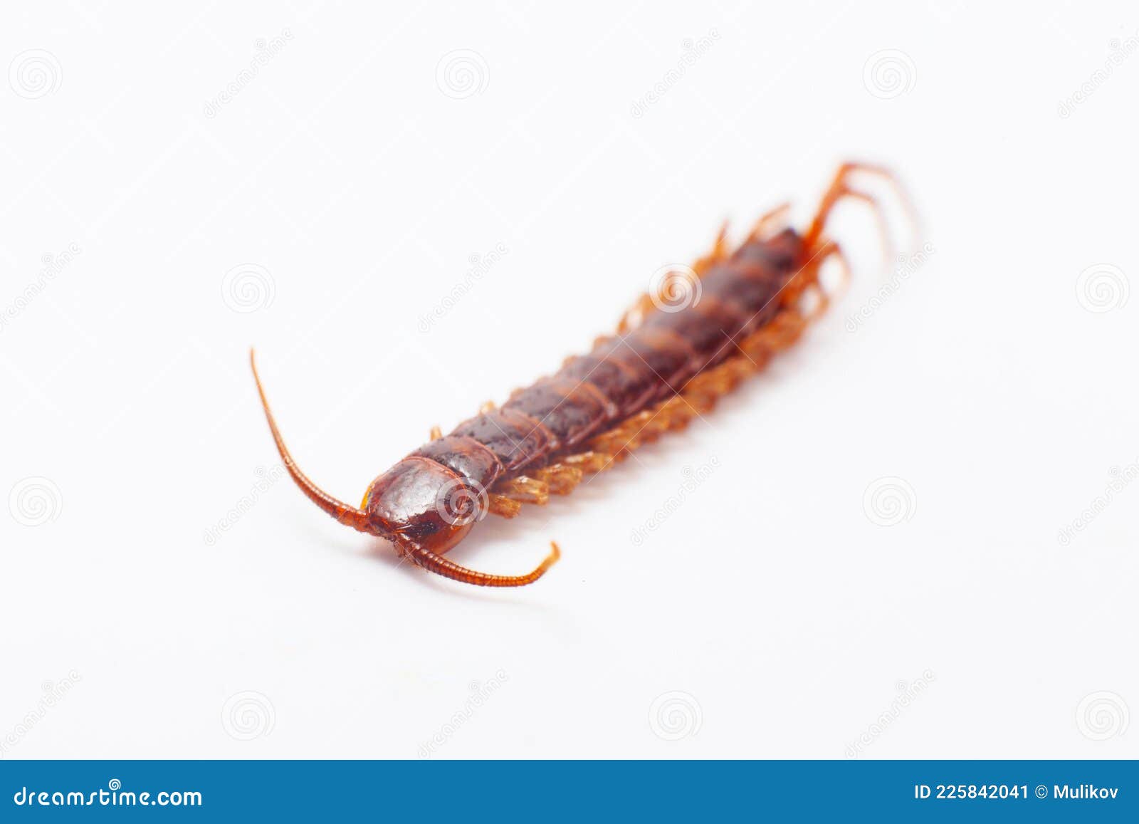 Small Centipede Isolated on a White Background Stock Image - Image of ...