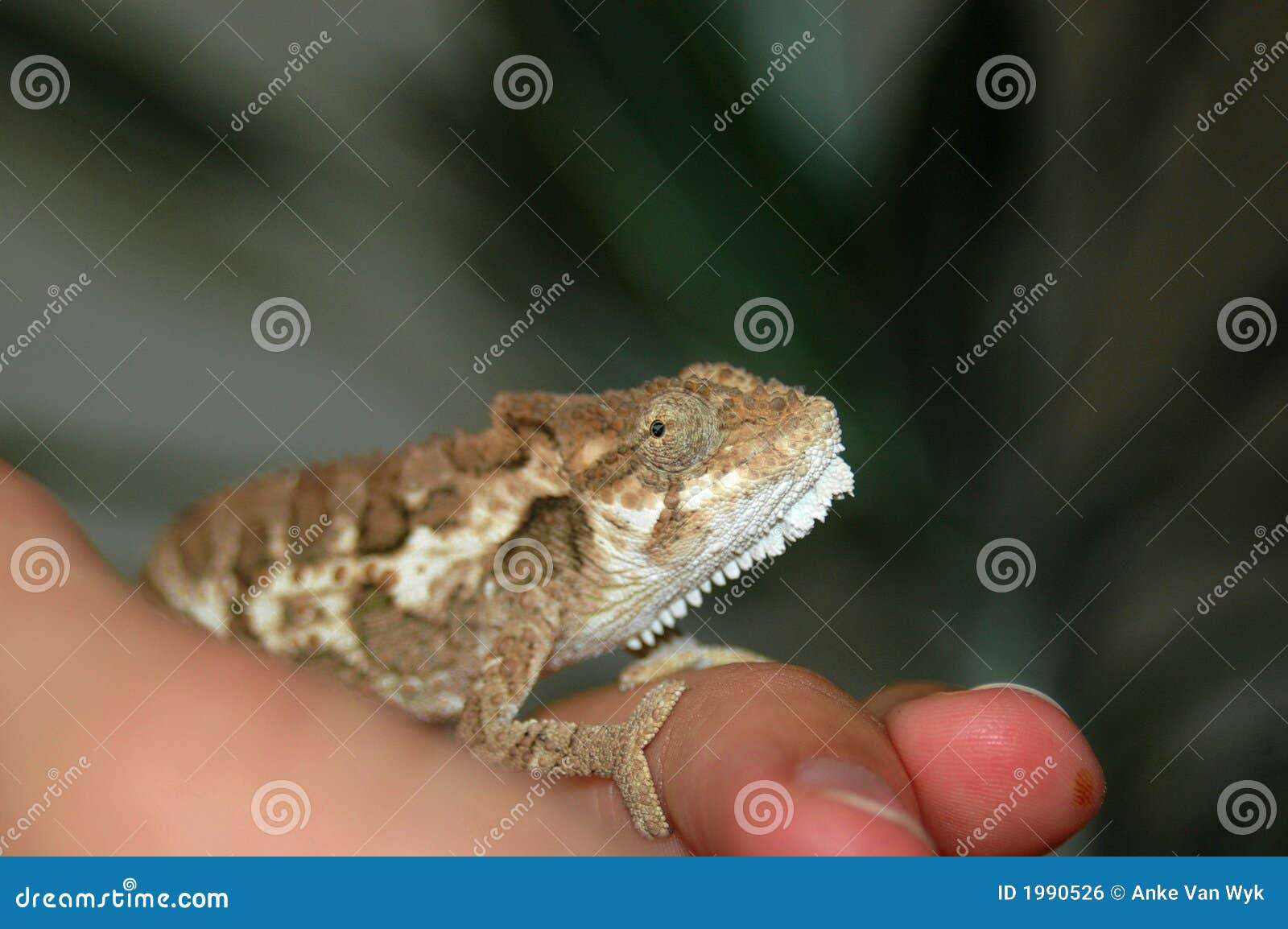 Small chameleon stock photo. Image of chamaeleonida, tame - 1990526
