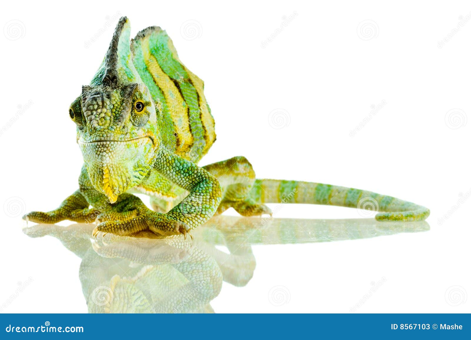 Small Chameleon stock image. Image of chameleon, nature - 8567103