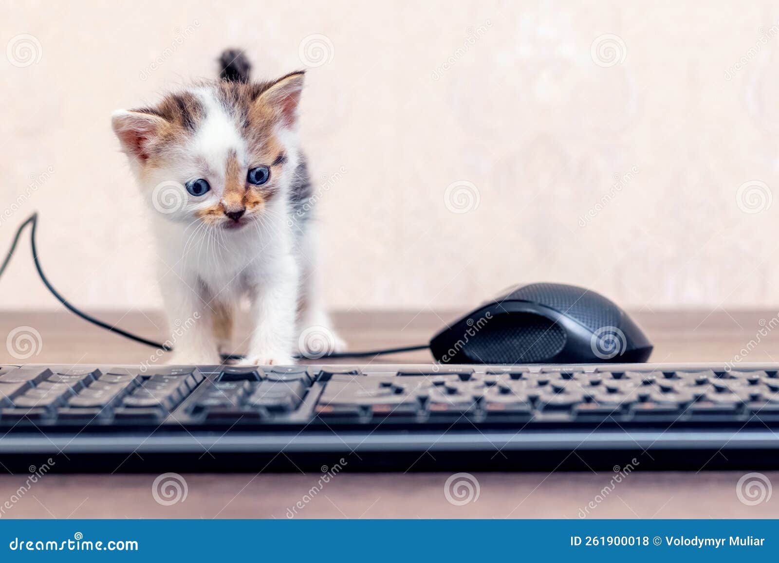 Small Charming Kitten in the Office Near the Computer Mouse and ...