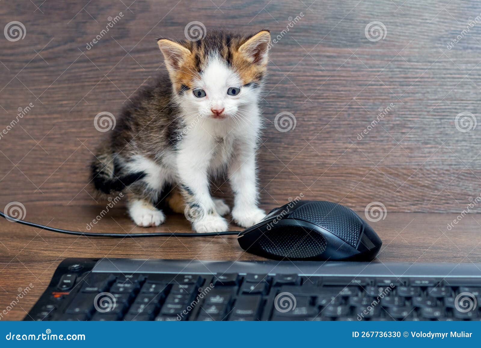 Small Charming Kitten in the Office Near the Computer Mouse and ...