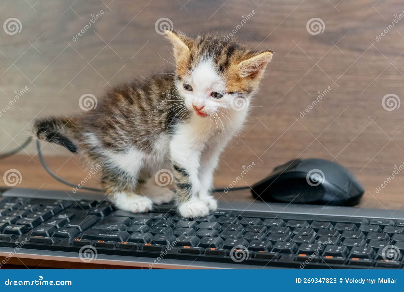 Small Charming Kitten in the Office Near the Computer Mouse and ...