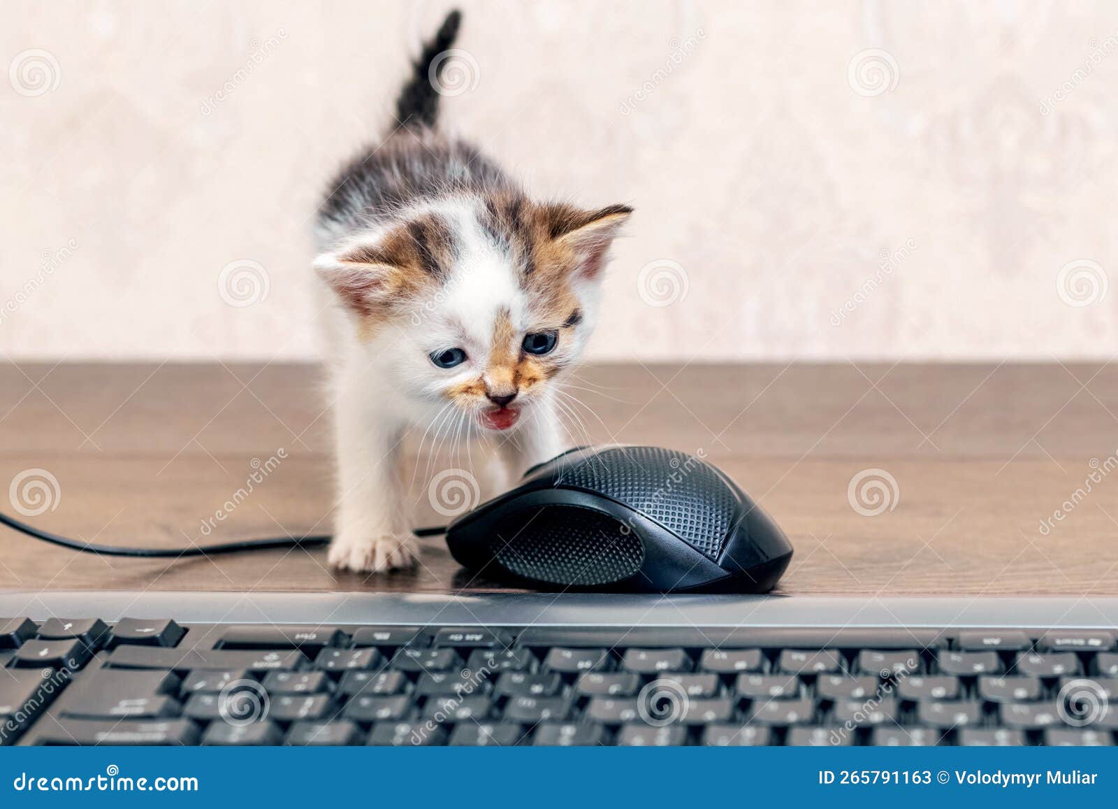 Small Charming Kitten in the Office Near the Computer Mouse and ...