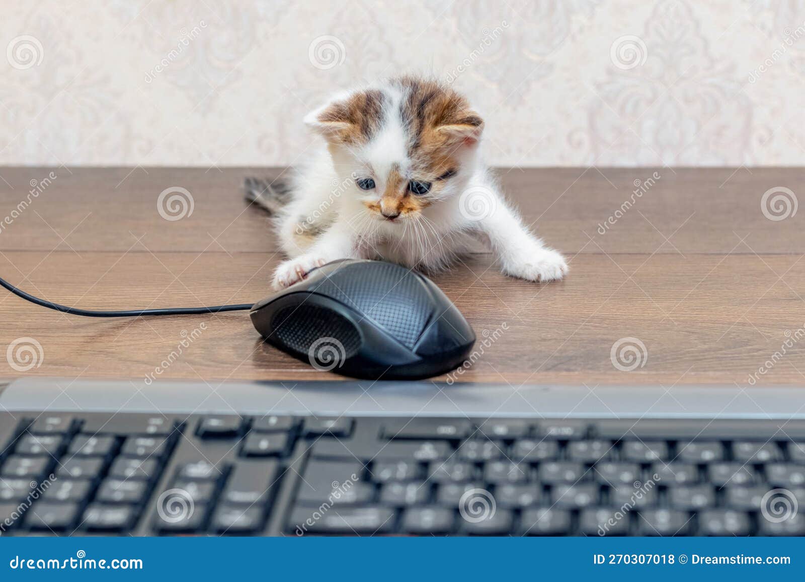 Small Charming Kitten in the Office Near the Computer Mouse and ...