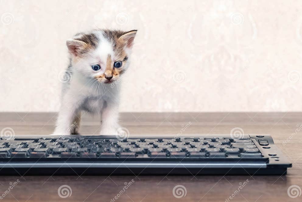 Small Charming Kitten in the Office Near Keyboard. the Kitten is ...