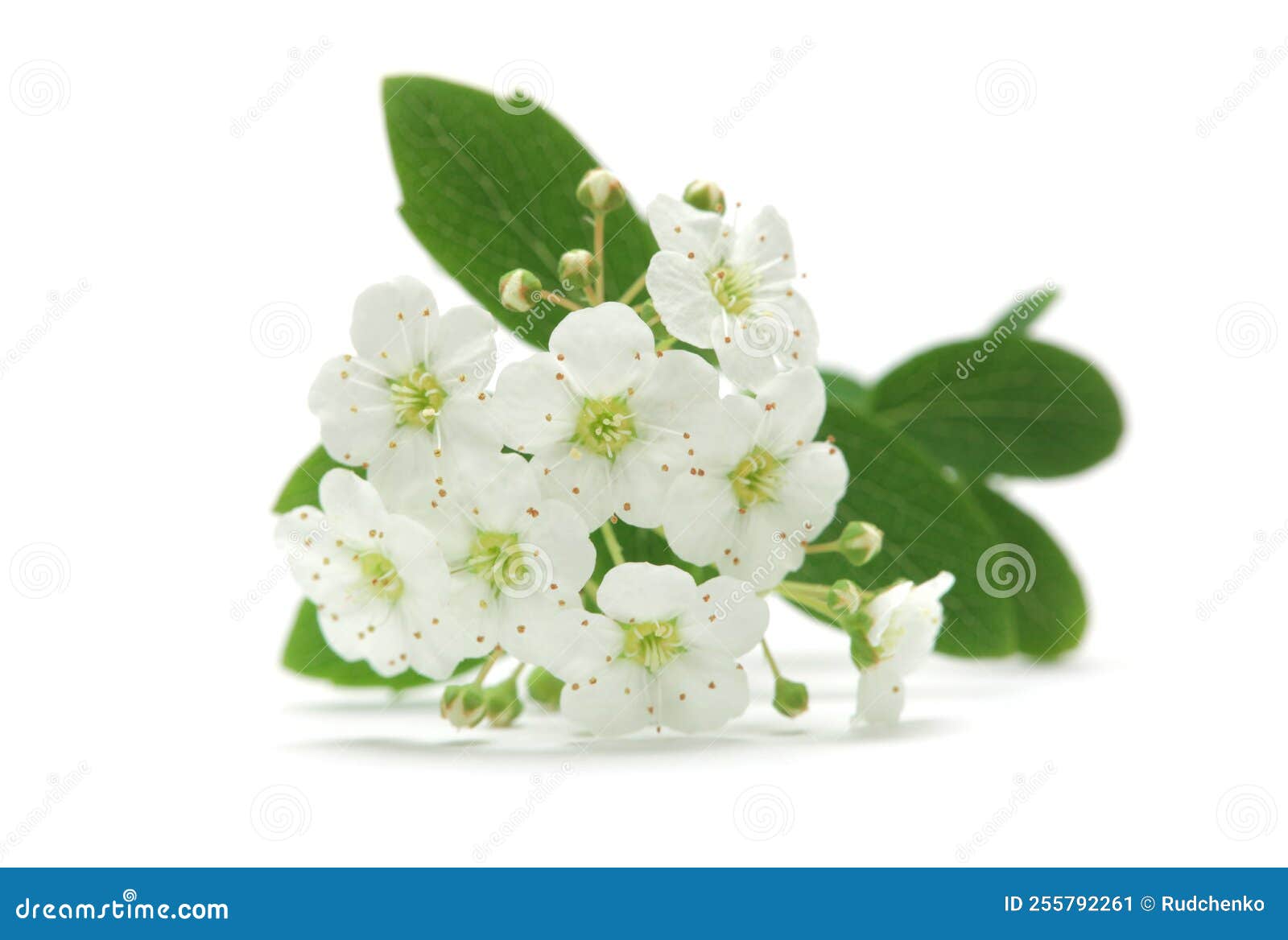 Small Cherry Flower in Bloom Closeup on White Background Stock Image ...