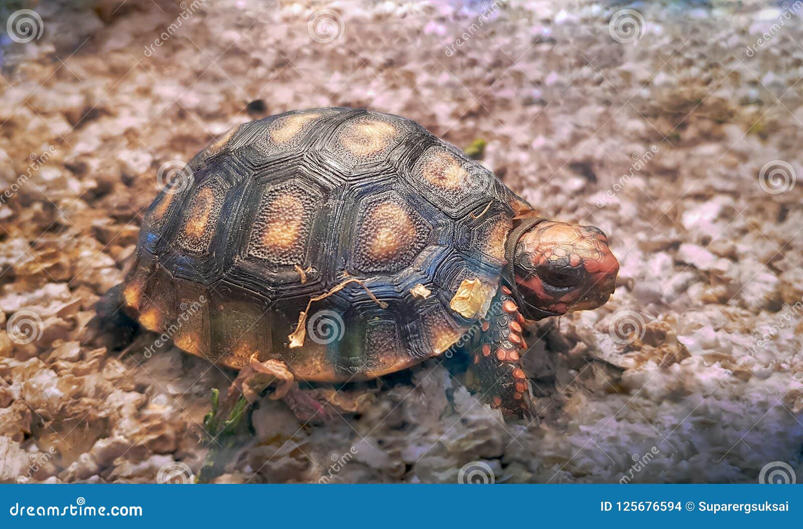 Small Cherry Head Red Foot Turtle Stock Photo - Image of cute, species ...