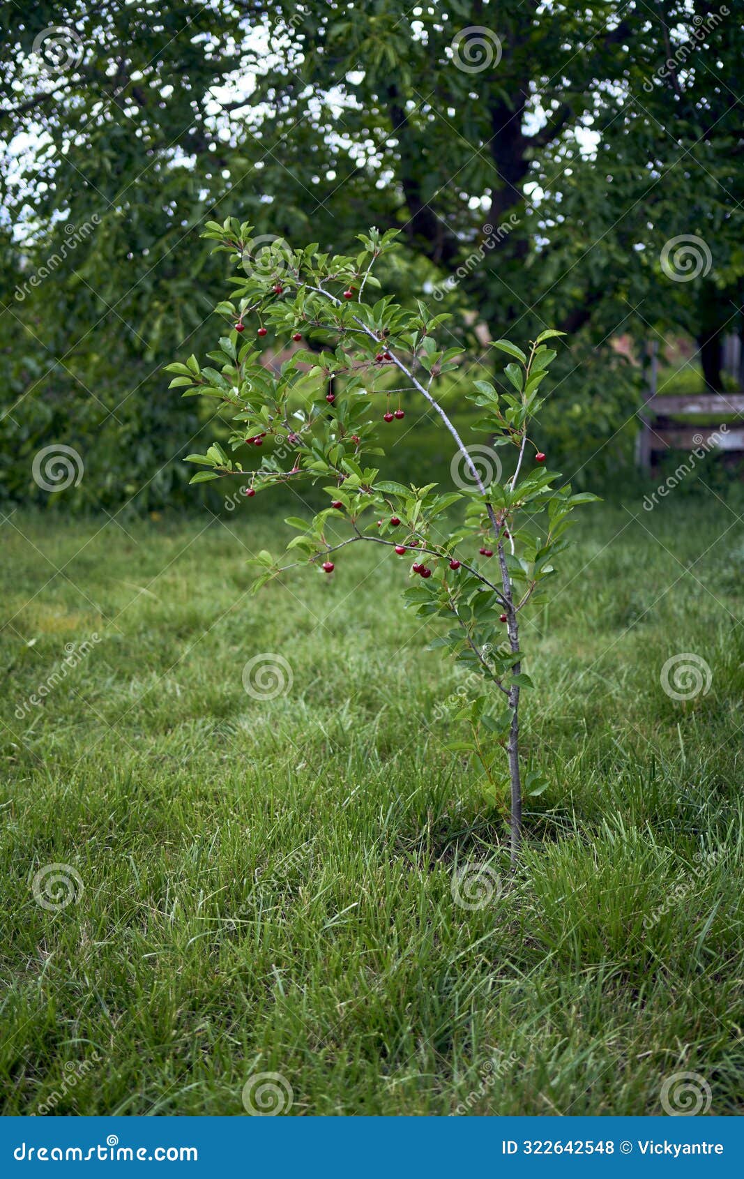 A Small Cherry Tree with Ripe Berries Stock Photo - Image of outdoor ...