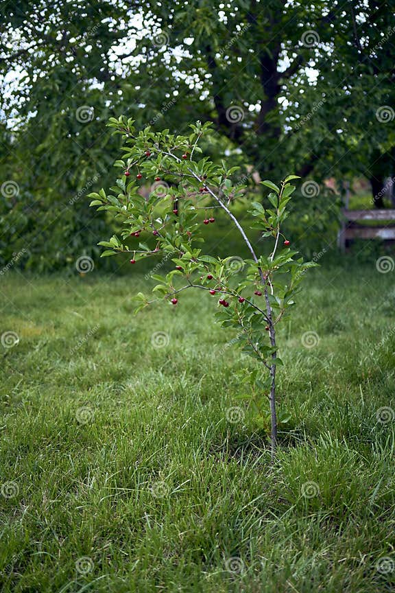 A Small Cherry Tree with Ripe Berries Stock Photo - Image of outdoor ...
