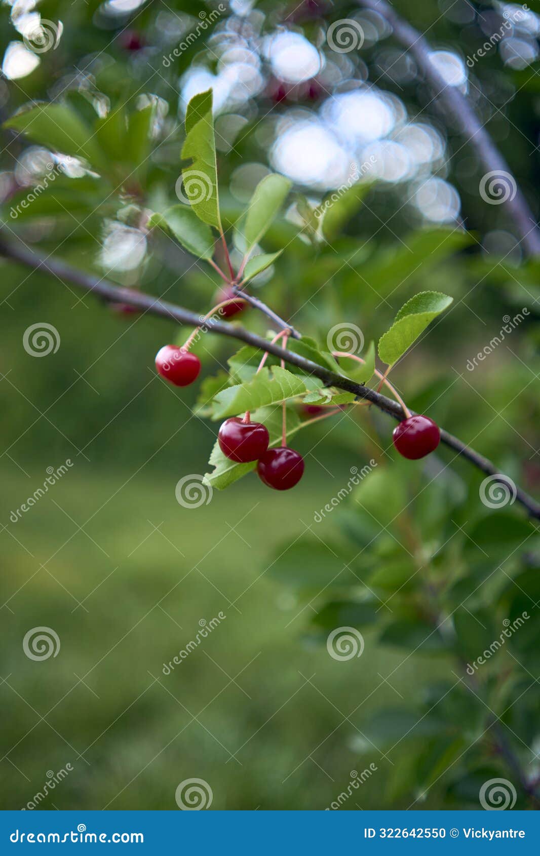 A Small Cherry Tree with Ripe Berries Stock Photo - Image of botanical ...