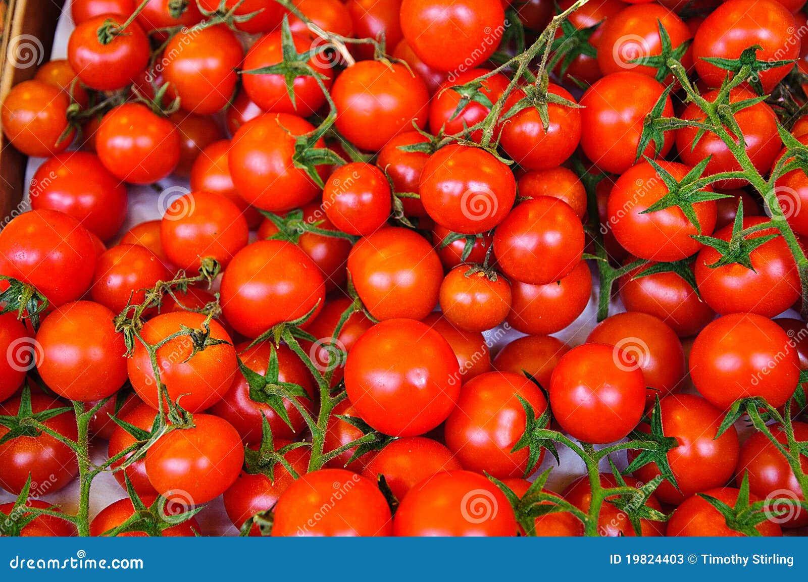 Small Red Cherry Shirmp (Neocaridina Davidi) Under The Microscope ...