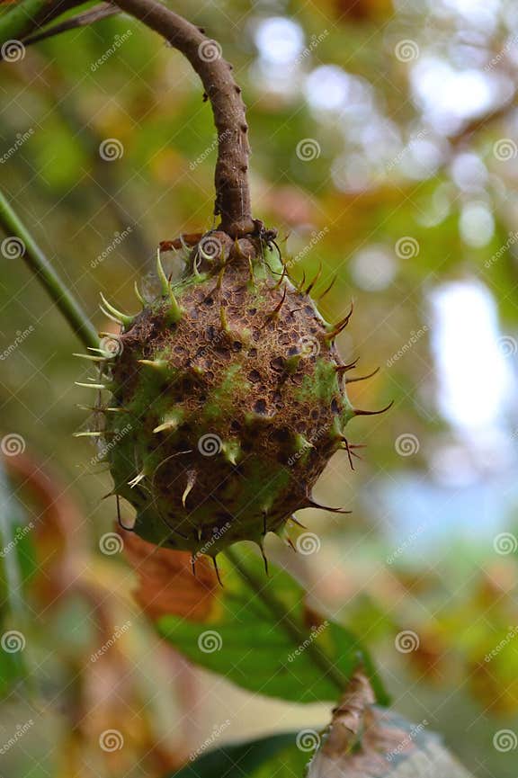 A Small Chestnut Tree Hangs on a Tree Stock Photo - Image of chestnut ...