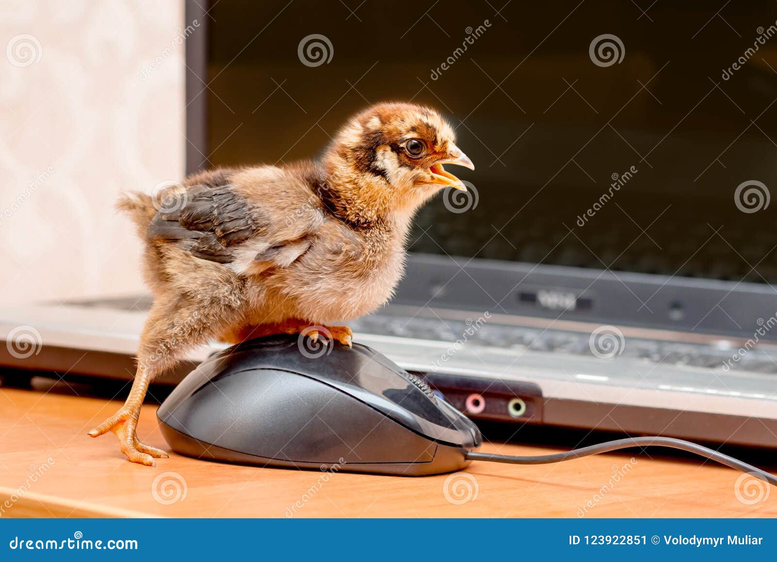 A Small Chick Clicks on a Computer Mouse Button. Work in the Off Stock ...
