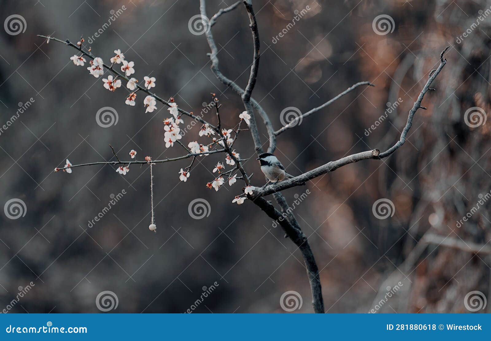 Small Chickadee Bird Perched on a Thin Branch of a Flowering Tree Stock ...