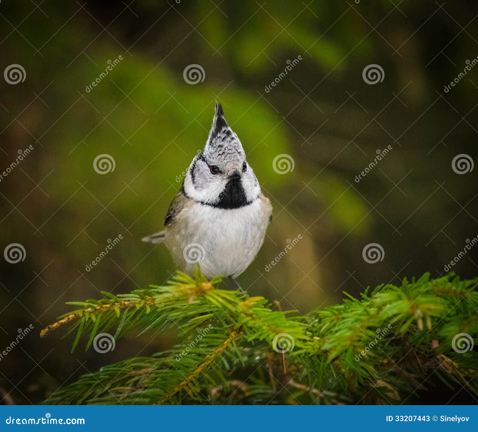 Small chickadee bird stock image. Image of tree, nature - 33207443
