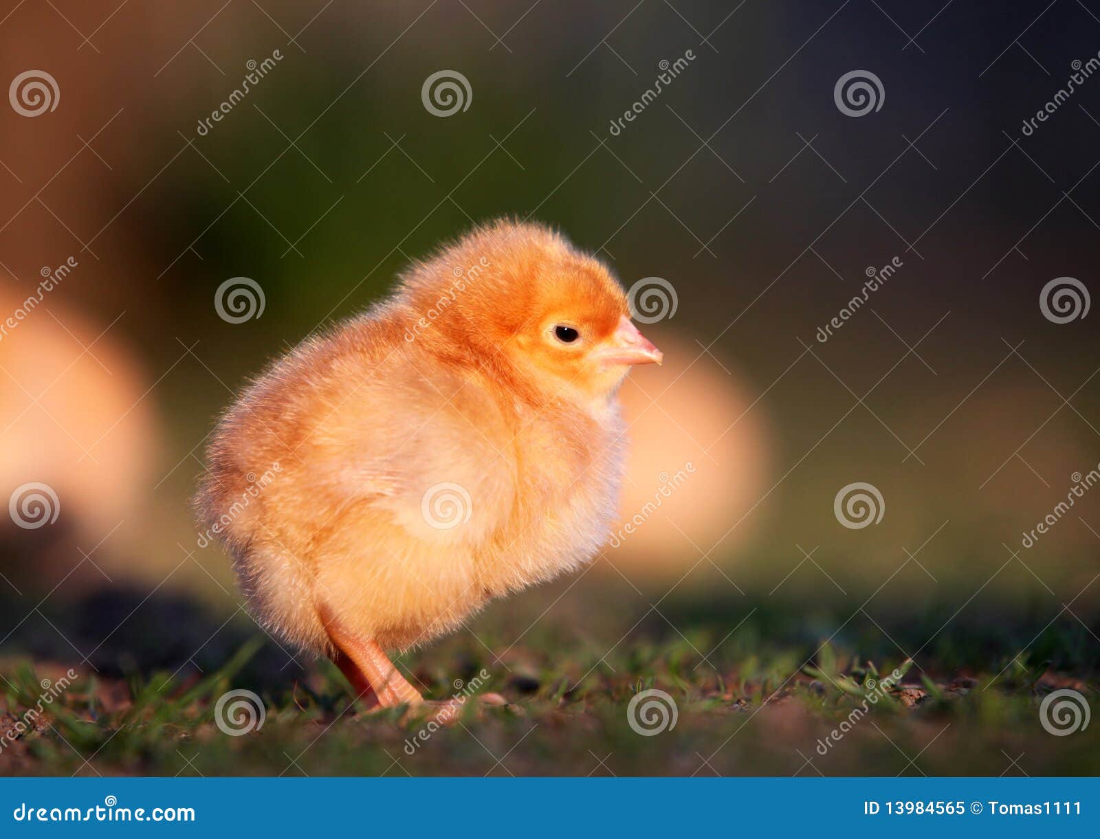 Small chicken stock image. Image of cute, eastern, evening - 13984565