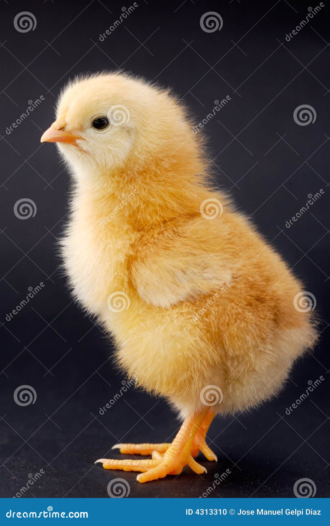 Small chicken stock photo. Image of chicken, shell, beginning - 4313310