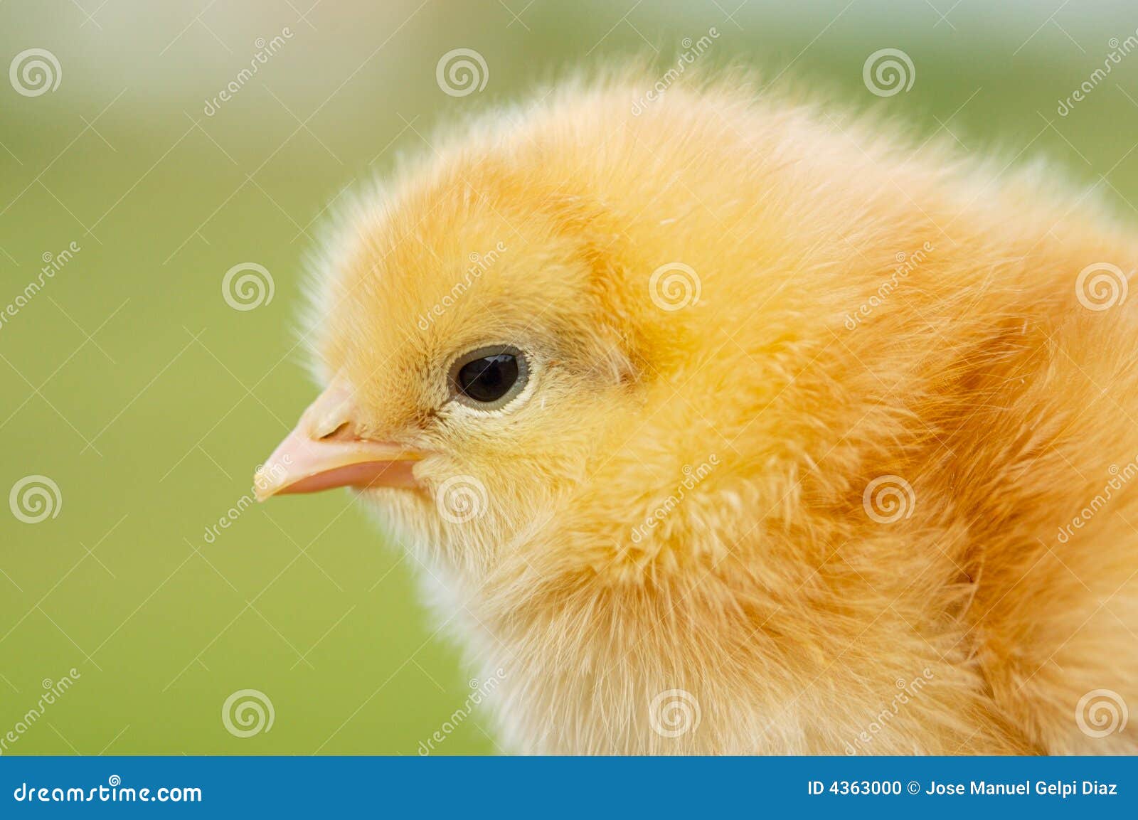Small chicken stock photo. Image of sweet, little, poultry - 4363000