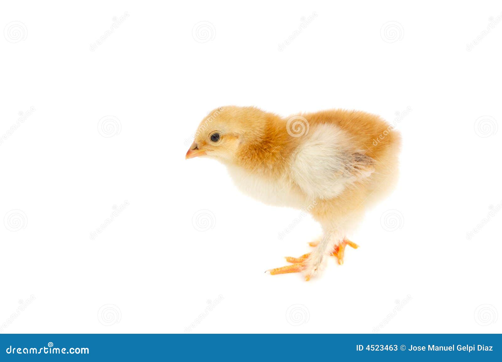 Small chicken stock image. Image of animal, shell, fuzzy - 4523463