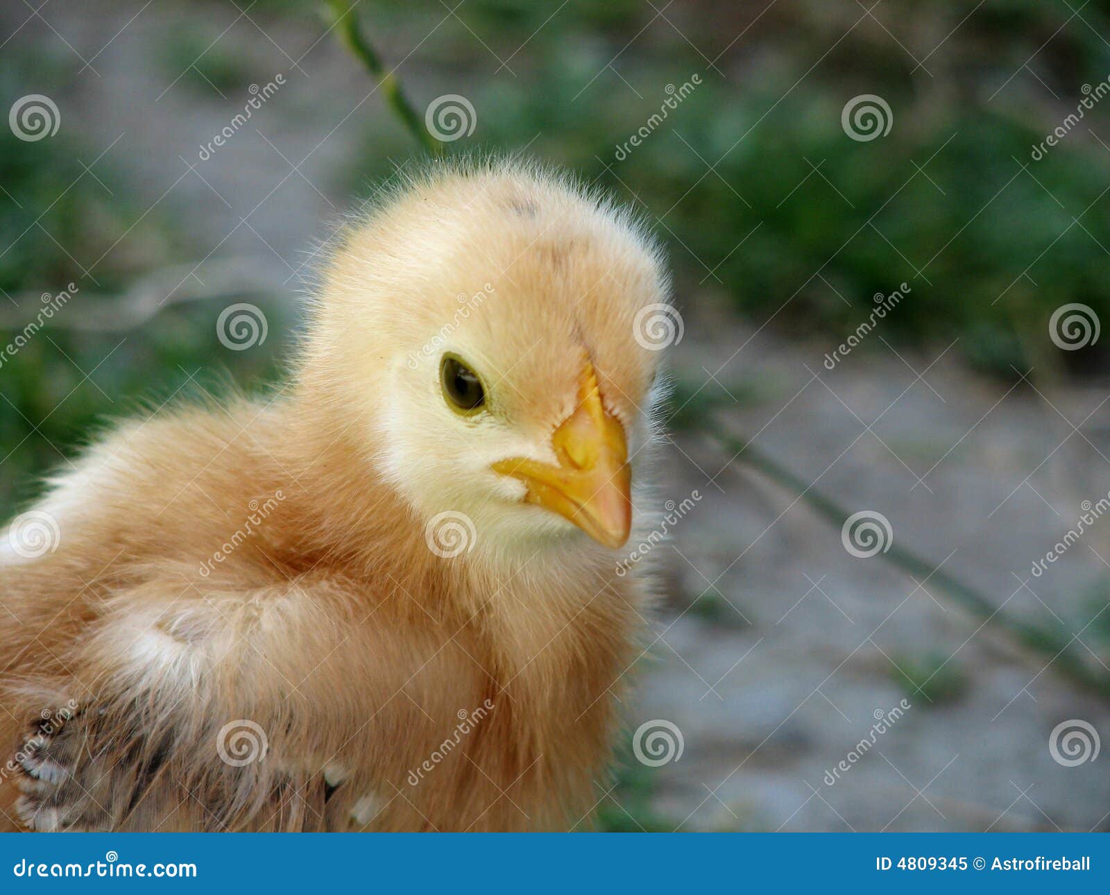 Small chicken stock image. Image of small, chicken, spring - 4809345