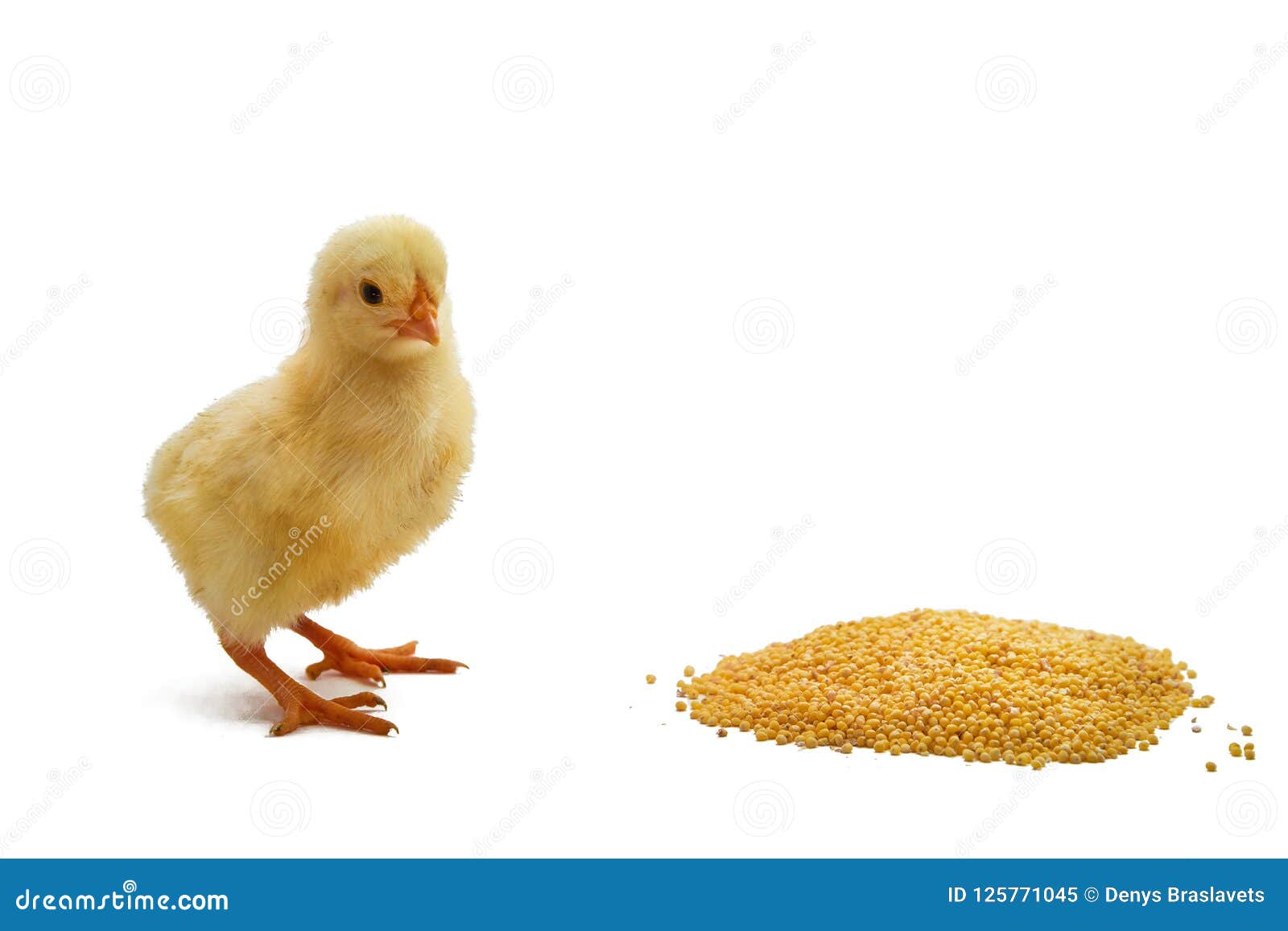 Small Chicken Broilers Eats Grain Isolated on White. Stock Image ...