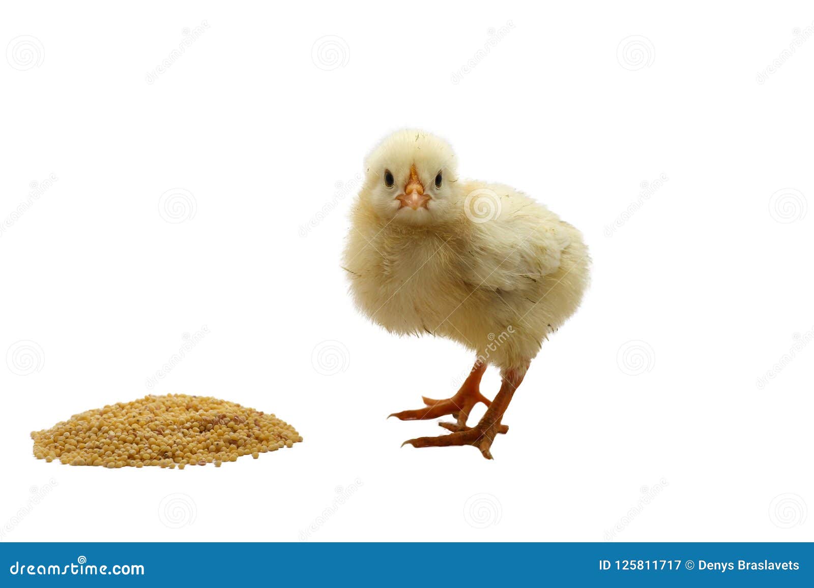 Small Chicken Broilers Eats Grain Isolated on White. Stock Image ...