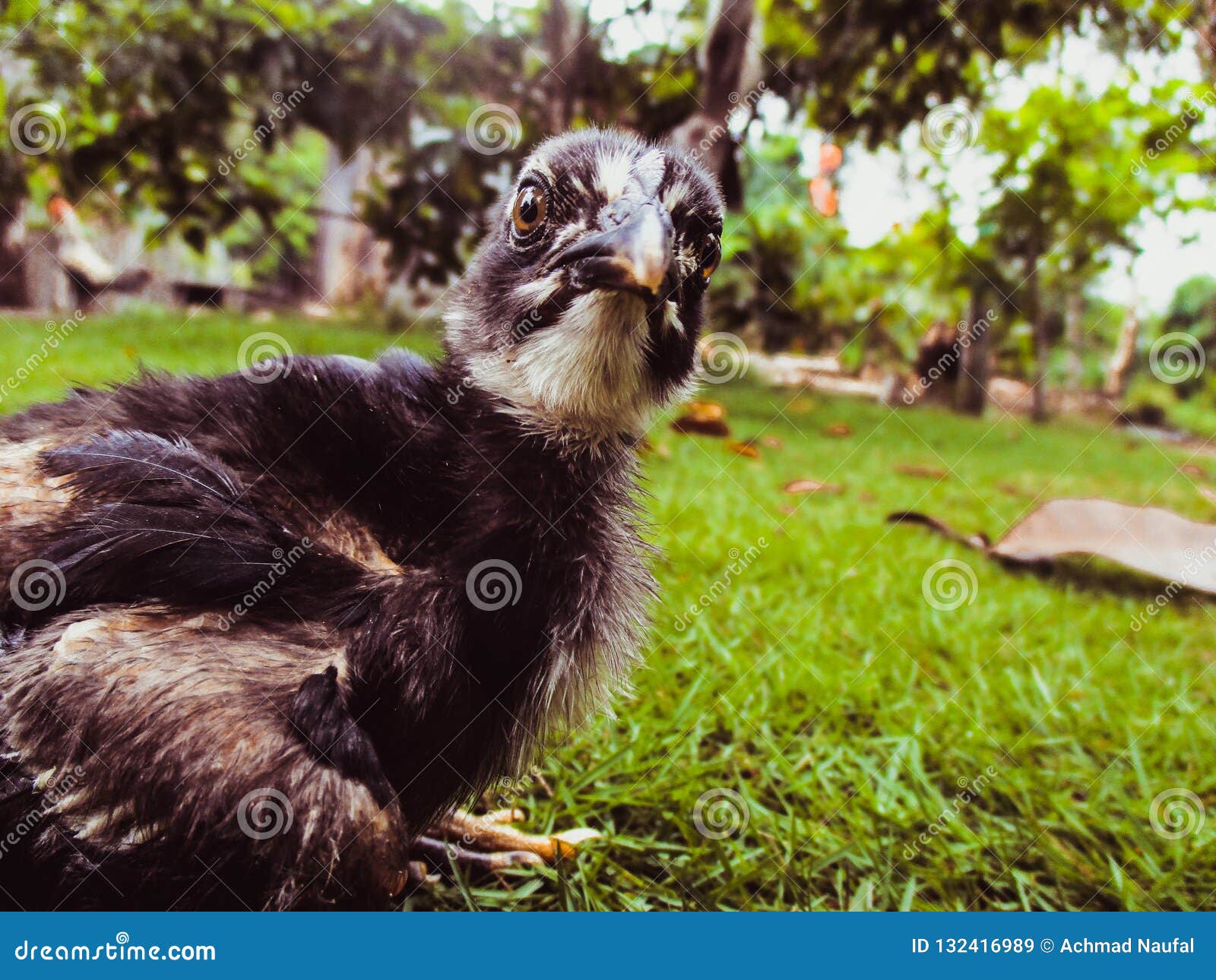 A small chicken stock image. Image of small, close, chicken - 132416989