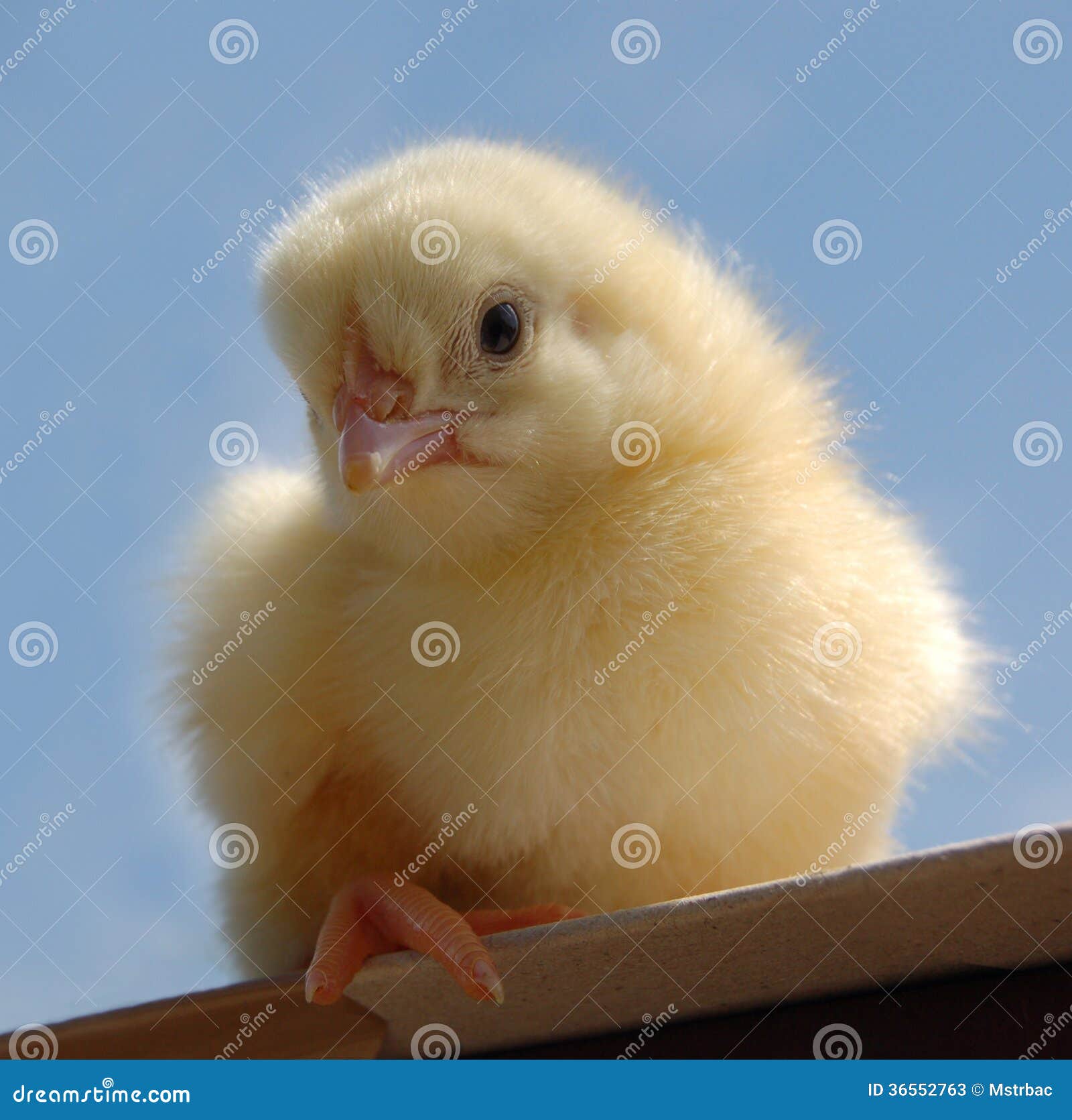 Small chicken stock image. Image of wallpaper, chickens - 36552763