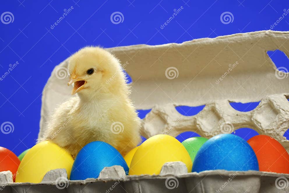 Small Chicken and Easter Eggs Stock Image - Image of easter, green ...
