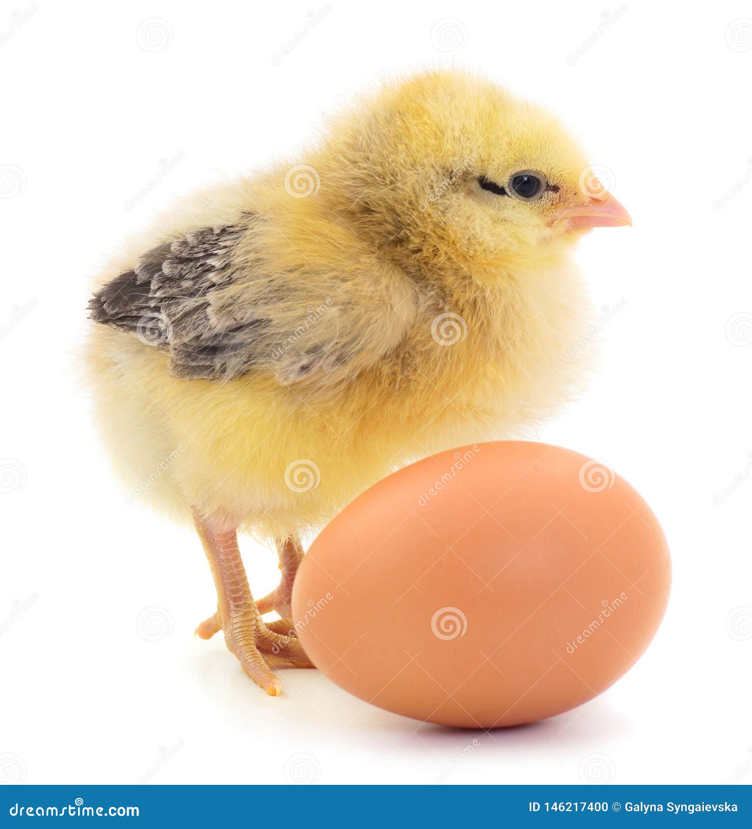 Very Small Chicken Egg at Jackson Steinfeld blog