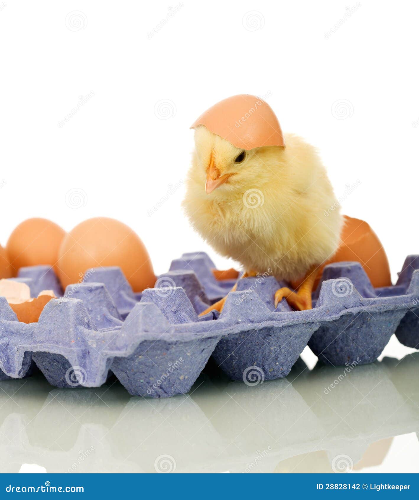 Small chicken with eggs stock photo. Image of easter - 28828142