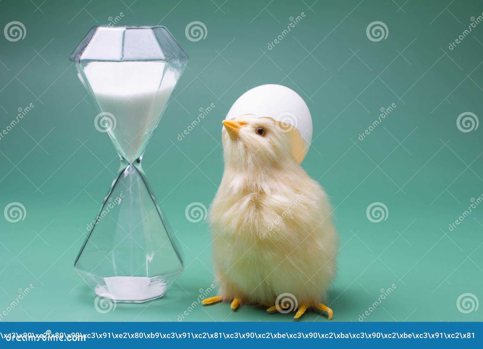 A Small Chicken with an Eggshell on Its Head. Stock Image - Image of ...