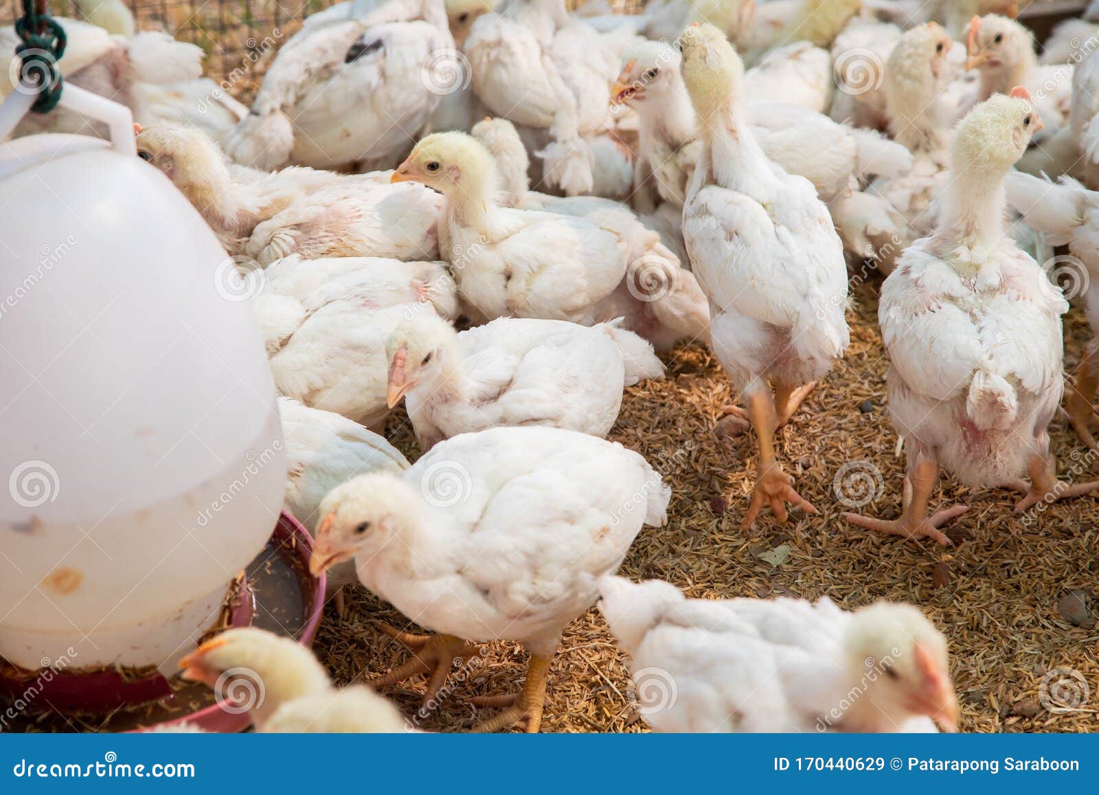 Chicken in the Farm, Thai Small Farm Stock Image - Image of chickens ...