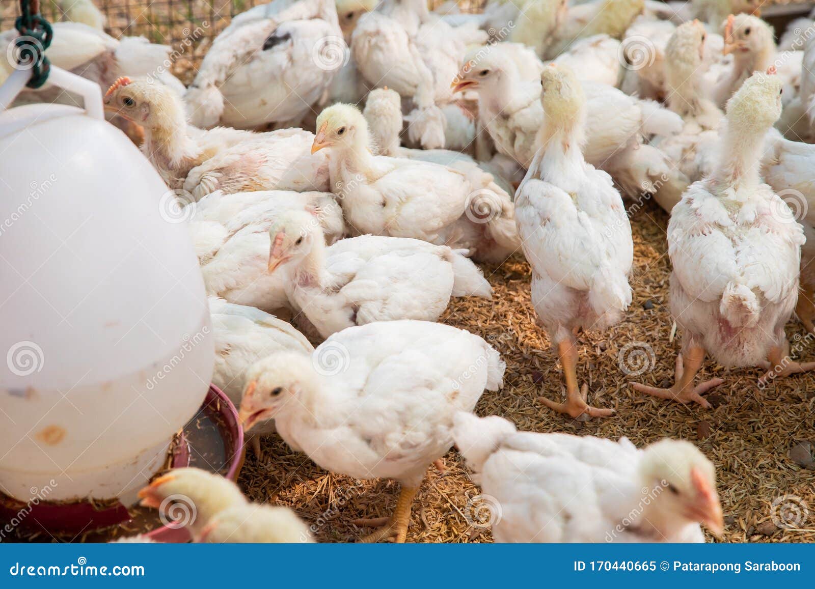 Chicken in the Farm, Thai Small Farm Stock Image - Image of nest ...