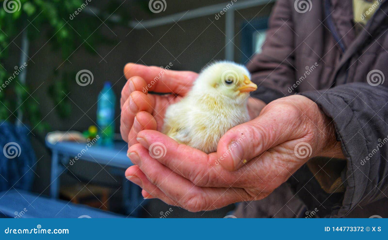 A small chicken in hands stock photo. Image of bird - 144773372