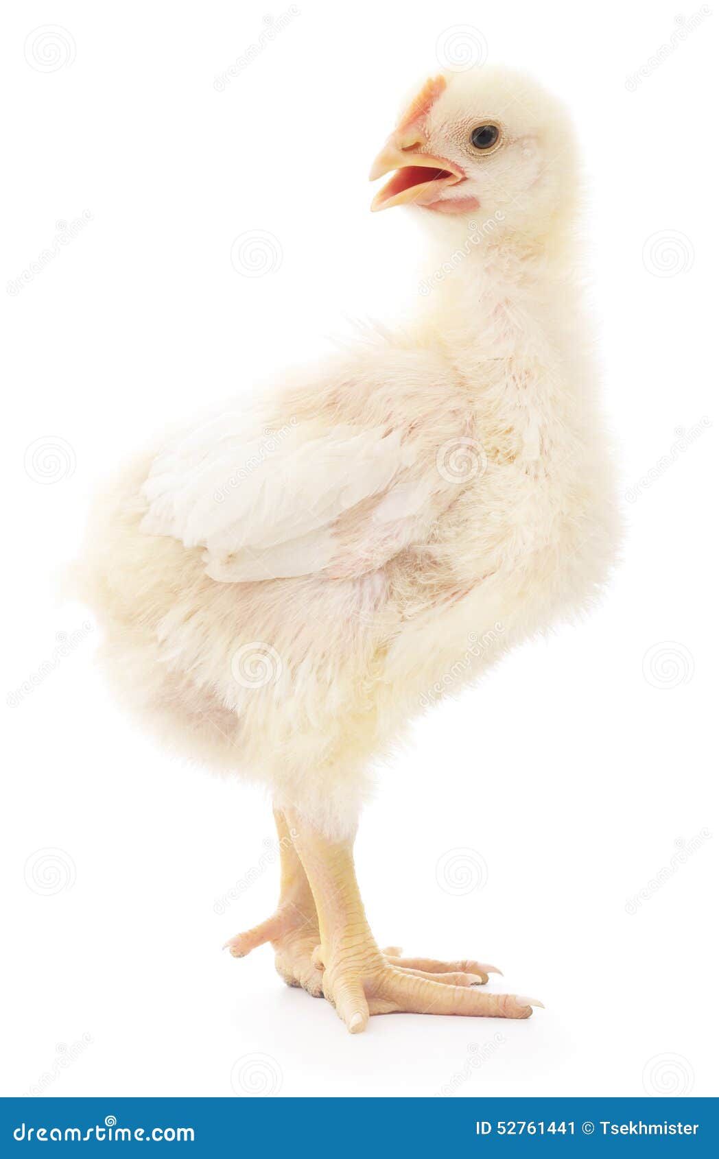 Small chicken stock image. Image of animal, poultry, livestock - 52761441