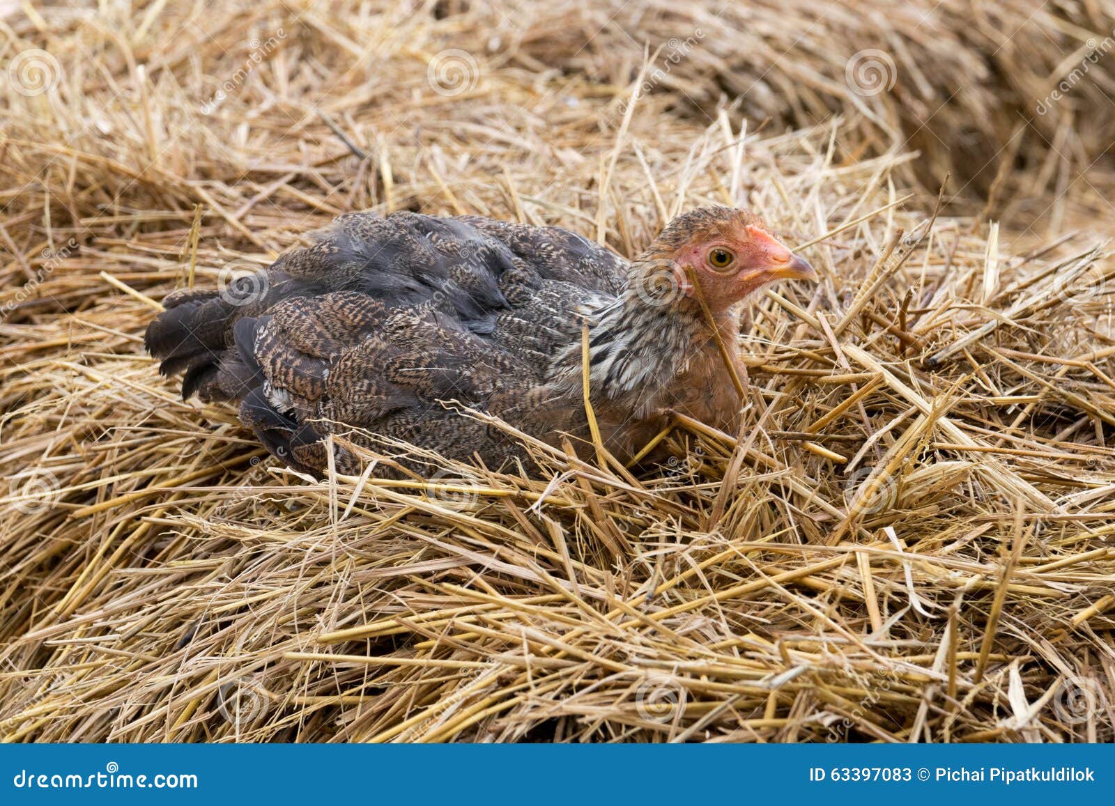 Small Chicken Straw Eggs Broody Stock Image - Image of landscape ...