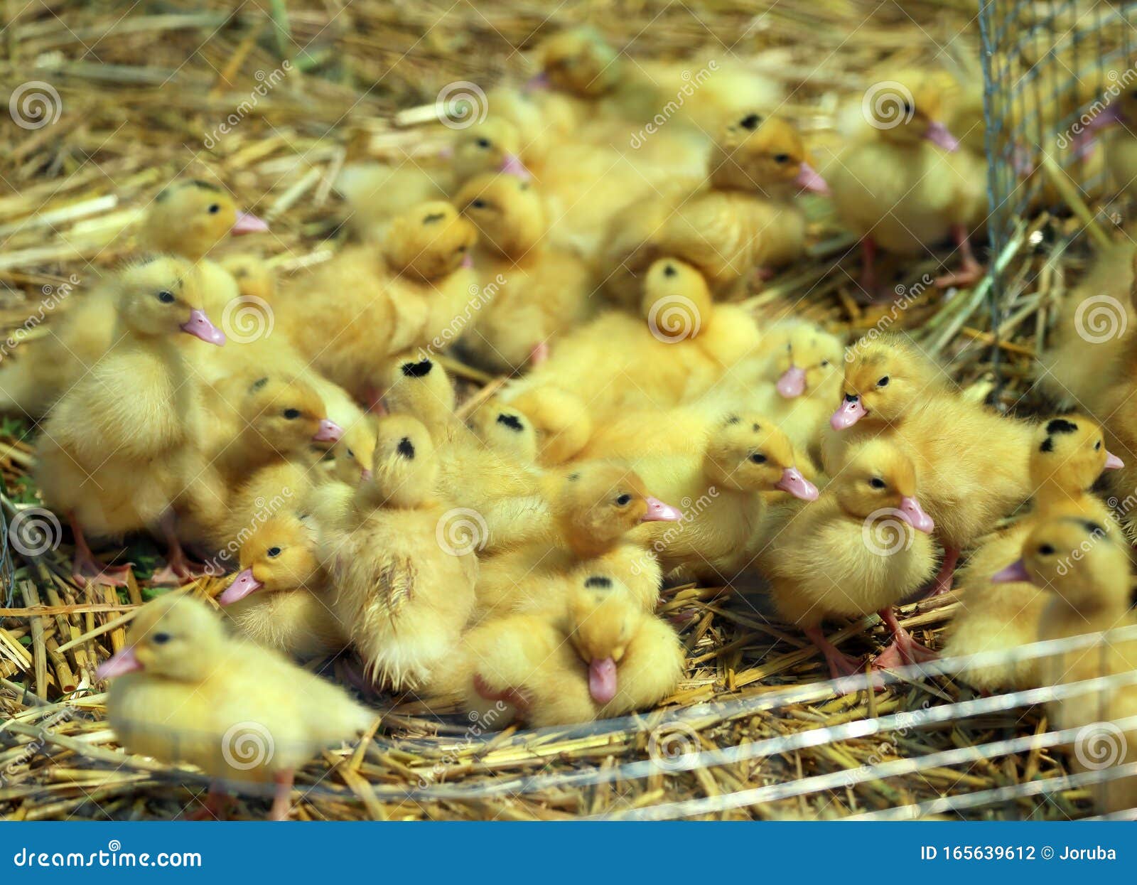 Small chicken among straw stock photo. Image of farm - 165639612