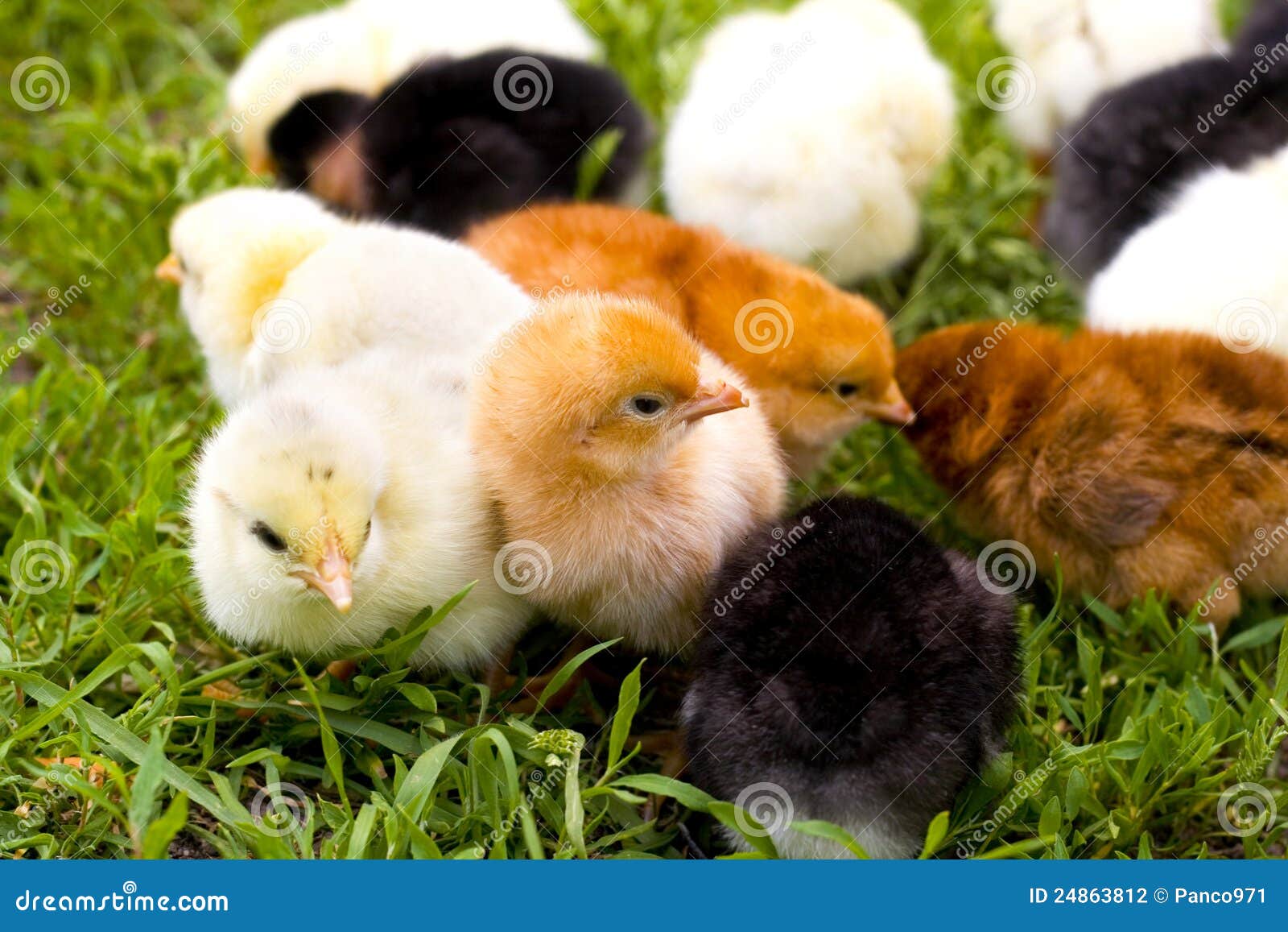 Small chickens stock photo. Image of look, happy, soft - 24863812