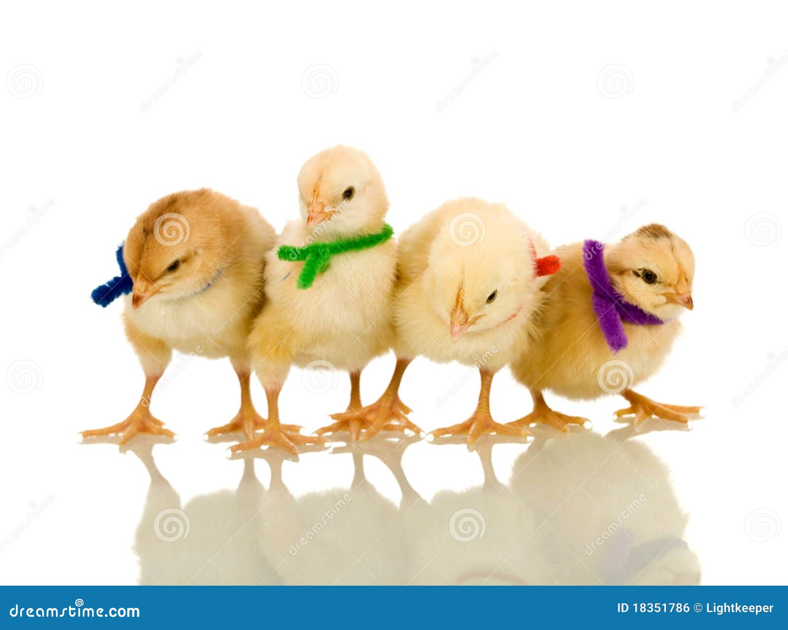 Small Chickens with Colorful Scarves Stock Photo - Image of soft ...
