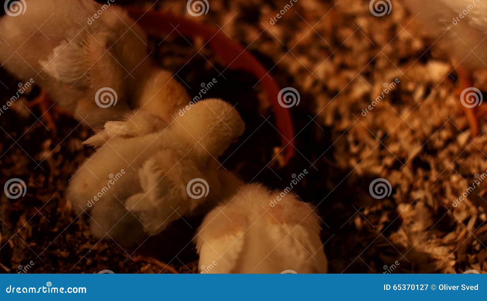 Small Chickens in the Hatchery Stock Video - Video of hatchery, newborn ...