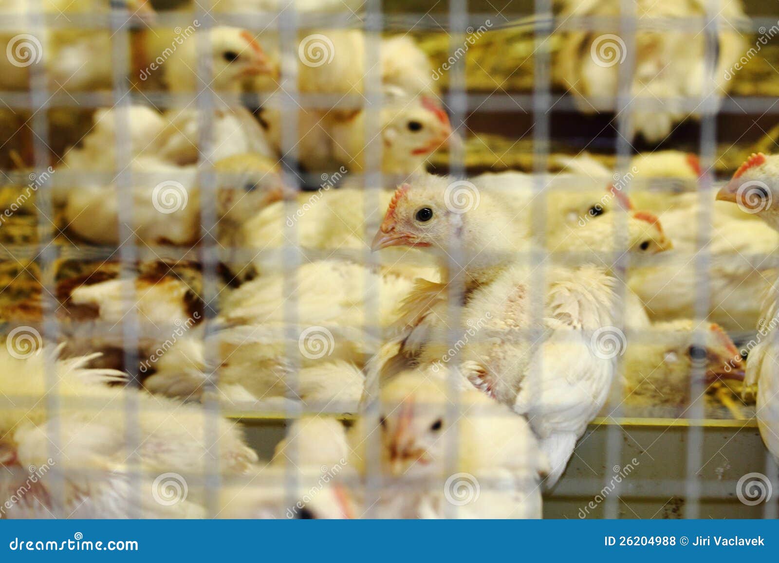 Small Chickens on the Poultry Farm Stock Photo - Image of young, export ...