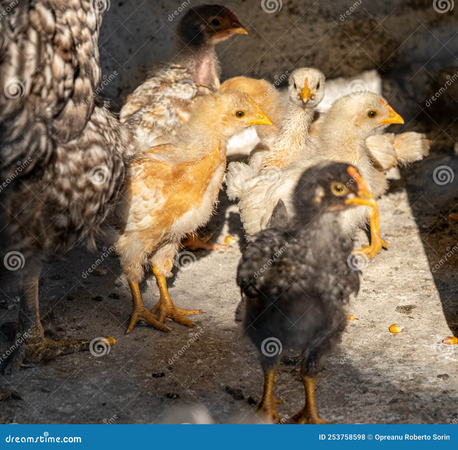 Small Chickens in the Yard To the Country Behind the Net Stock Photo ...