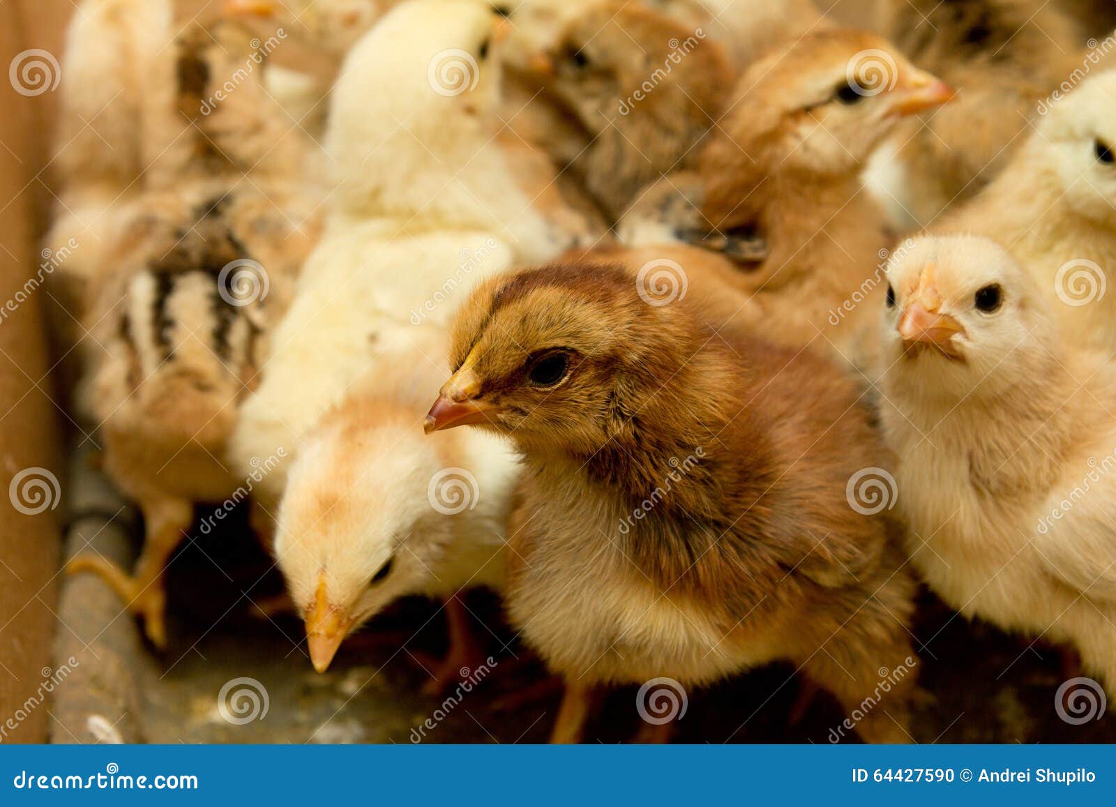 Small chicks stock photo. Image of group, livestock, born - 64427590