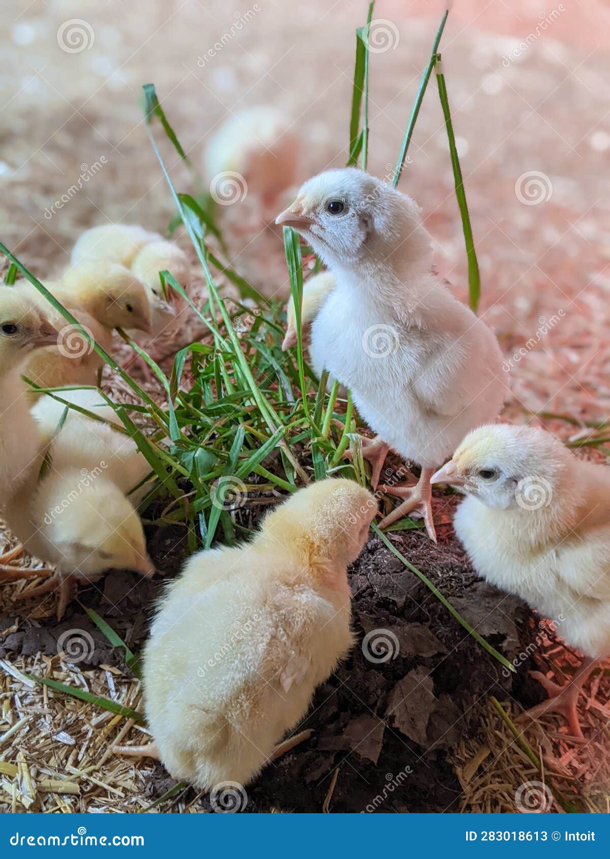 Small Chicks on Clump of Dirt with Grass Growing from it Stock Image ...
