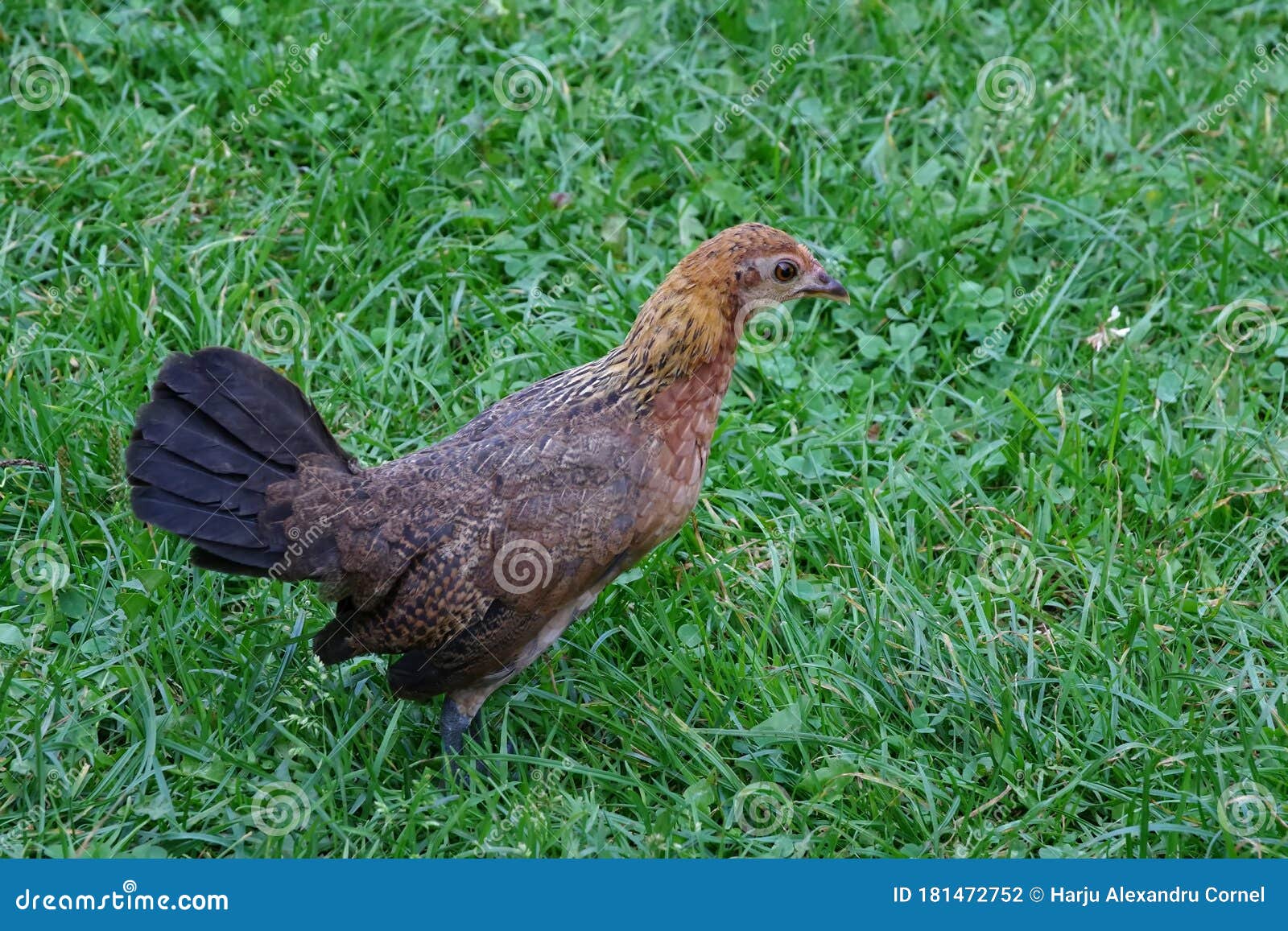 Small Chiken Hen on the Move. Stock Photo - Image of natural, country ...