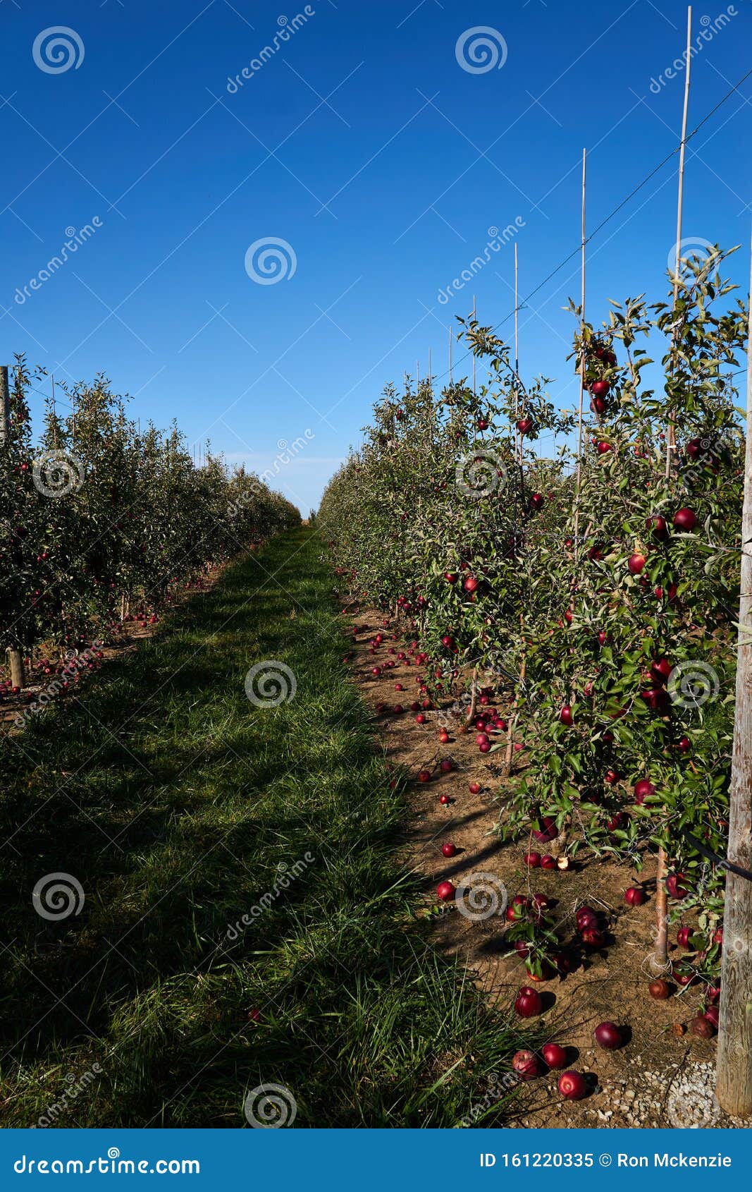 Apple Orchard in Early Fall Stock Image - Image of closeup, farming ...