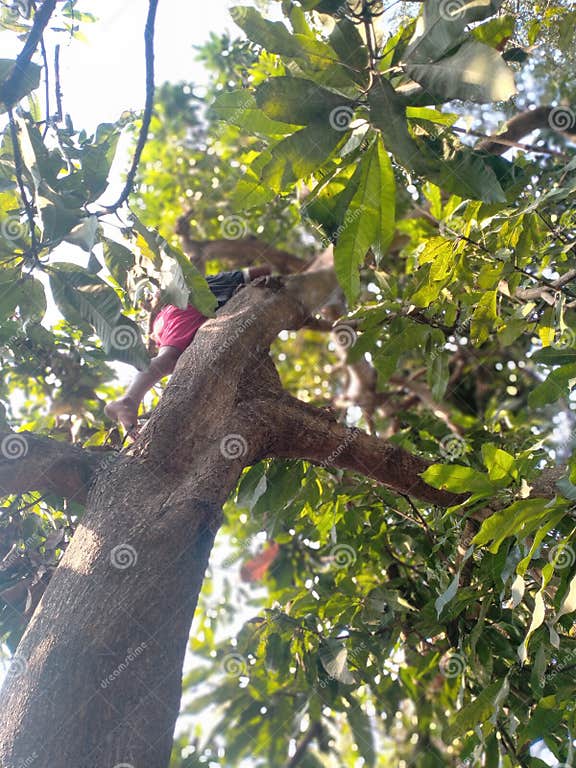A Small Child Climbs a Mango Tree that is Bearing Fruit? Stock Image ...